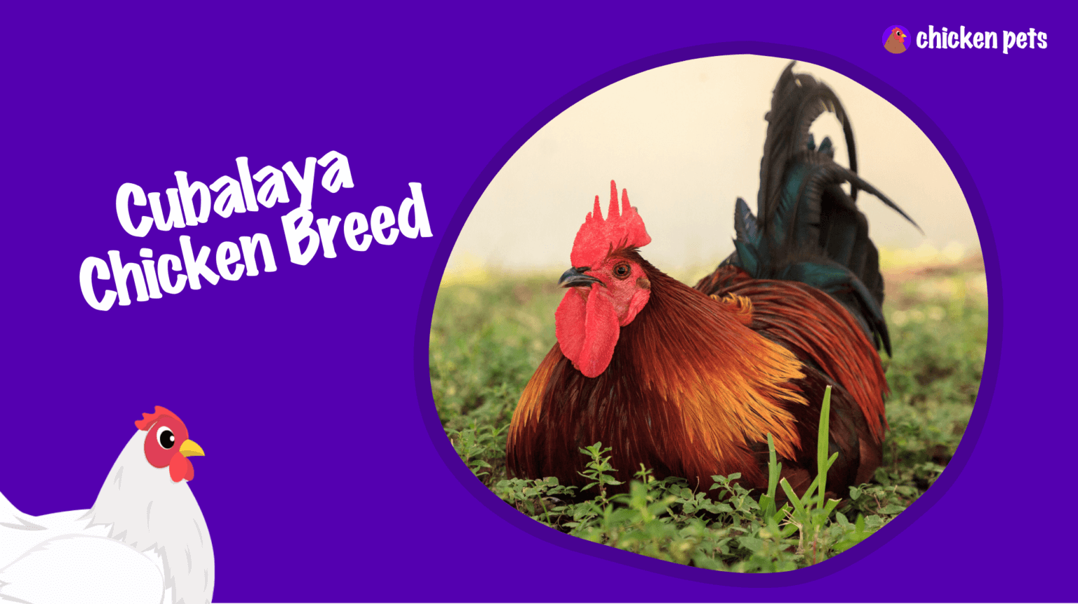 Cubalaya Chicken Breed. What is it? - Chicken Pets