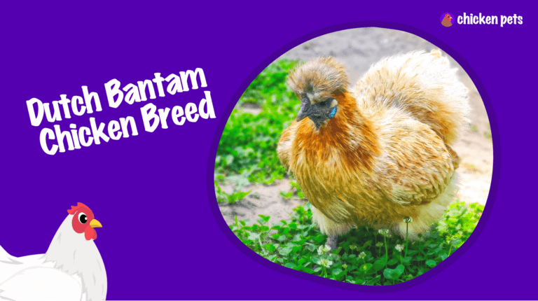 Dutch Bantam Chicken Breed. What is it? - Chicken Pets