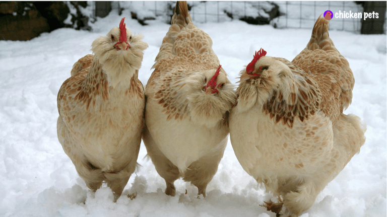Faverolles Chicken Breed. What is it? - Chicken Pets