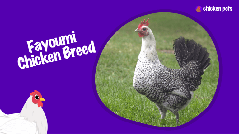 Fayoumi Chicken Breed. What is it? - Chicken Pets
