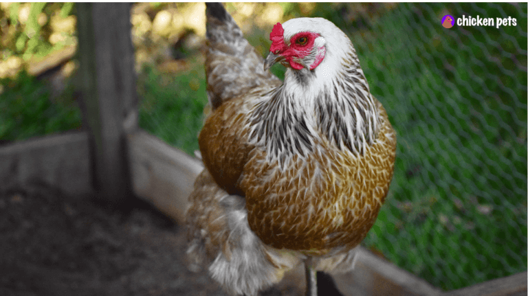 Ameraucana Chicken Breed. What is it? - Chicken Pets