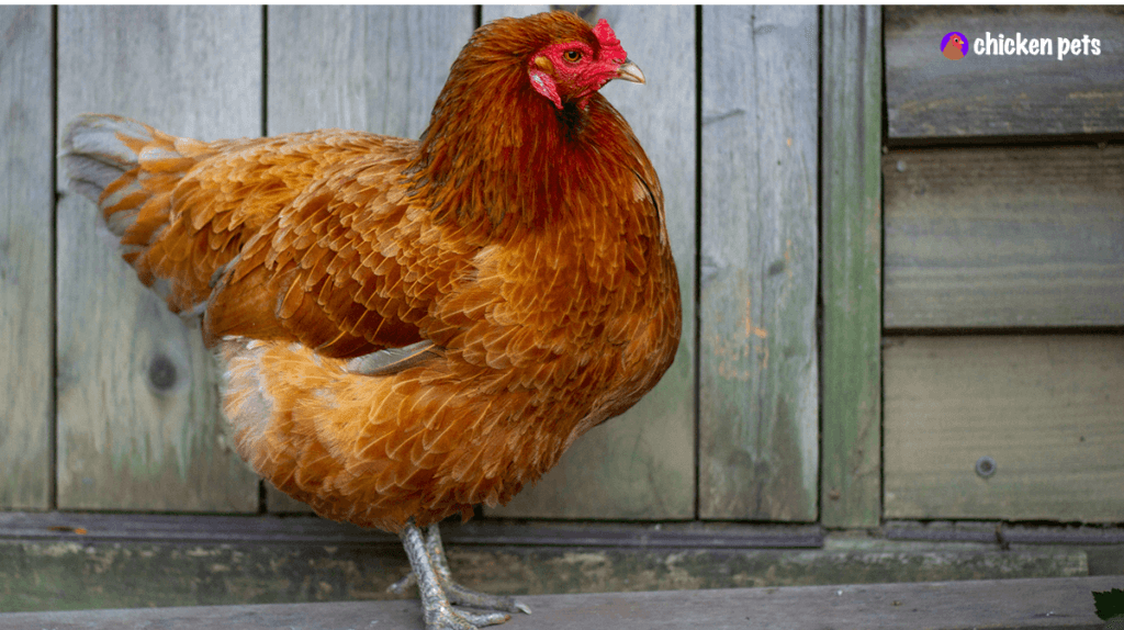 Ameraucana Chicken Breed. What is it? - Chicken Pets