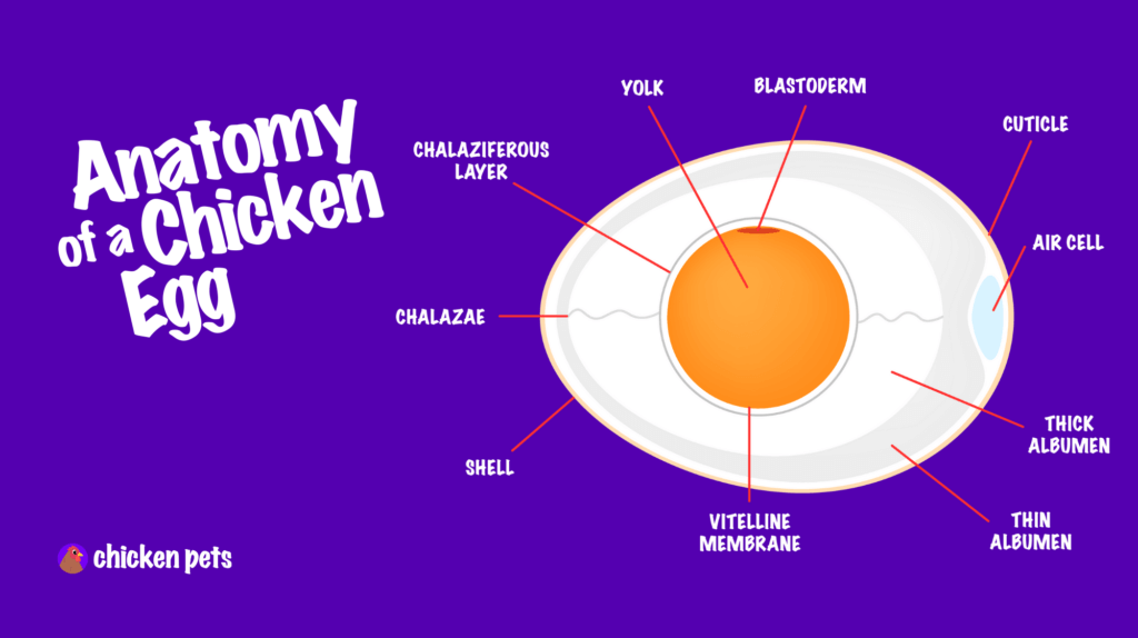 Chicken Eggs. The Incredible Edible Egg! - Chicken Pets