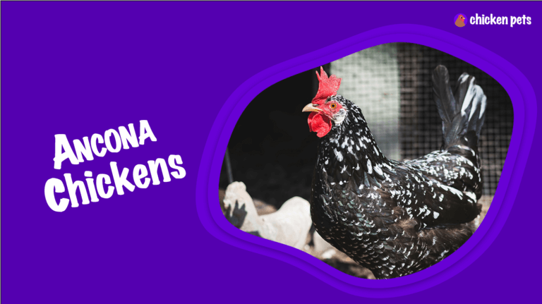 Little Chickens. Tiny, Small Chicken Breeds - Chicken Pets