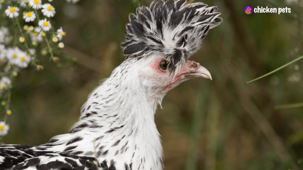 Appenzeller Spitzhauben Chicken Breed. What is it? - Chicken Pets