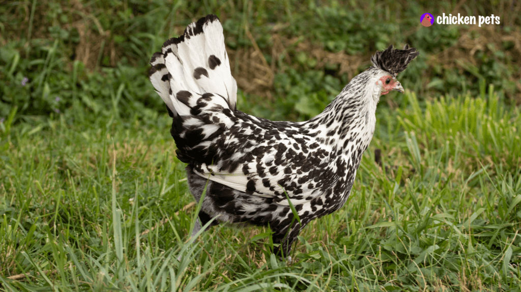 Appenzeller Spitzhauben Chicken Breed. What is it? - Chicken Pets