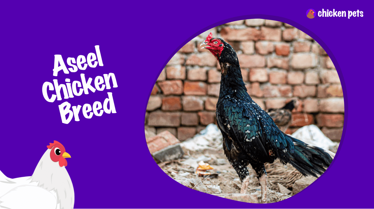 Aseel Chicken Breed. What is it? - Chicken Pets