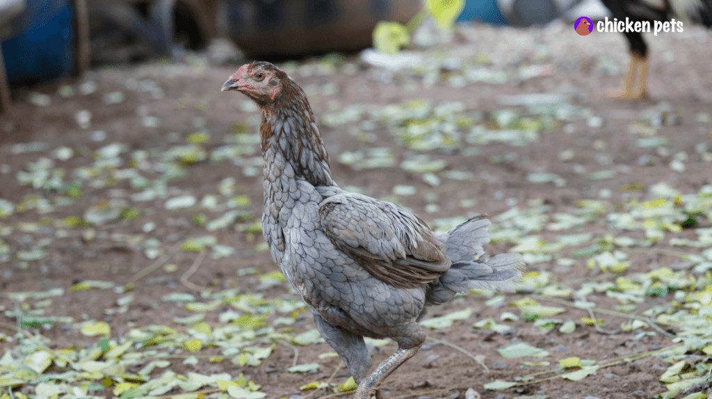 Aseel Chicken Breed. What is it? - Chicken Pets