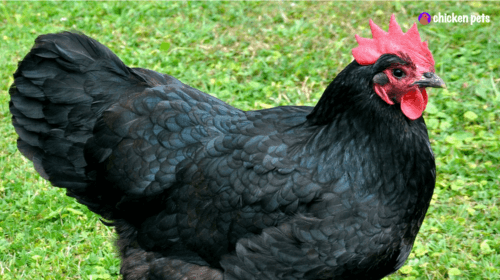 Australorp Chicken Breed. What is it? - Chicken Pets