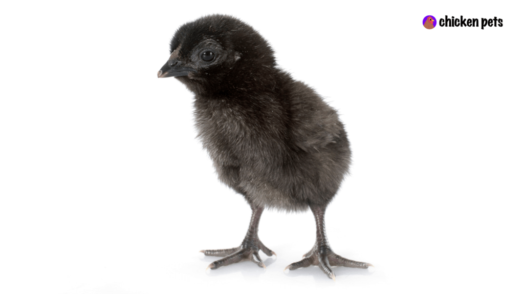 Ayam Cemani Chicken Breed. What is it? - Chicken Pets