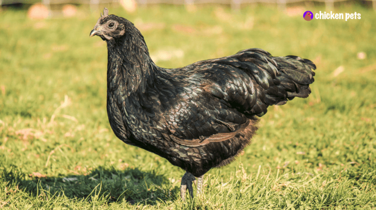 Ayam Cemani Chicken Breed. What is it? - Chicken Pets