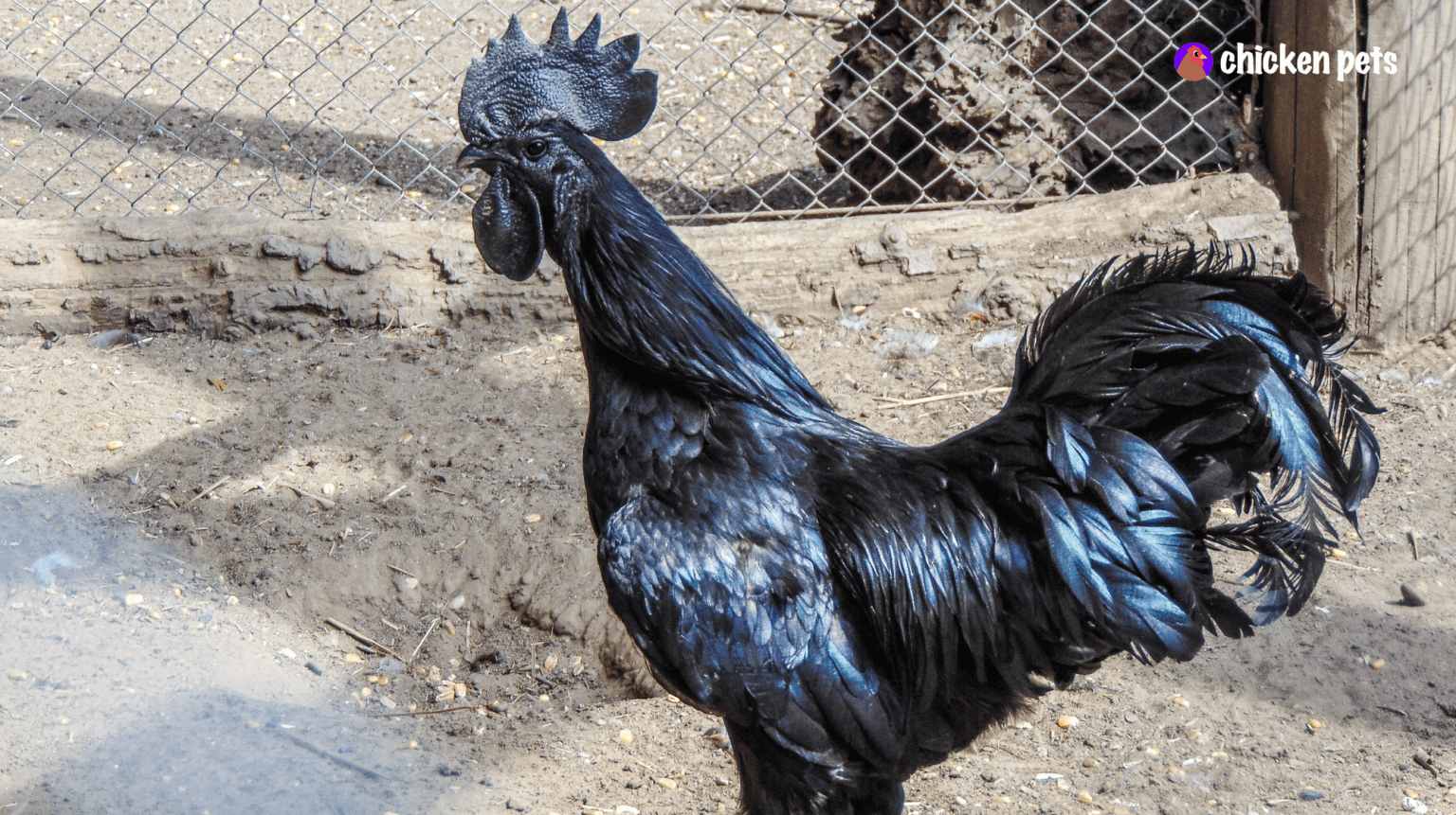 Ayam Cemani Chicken Breed. What is it? - Chicken Pets
