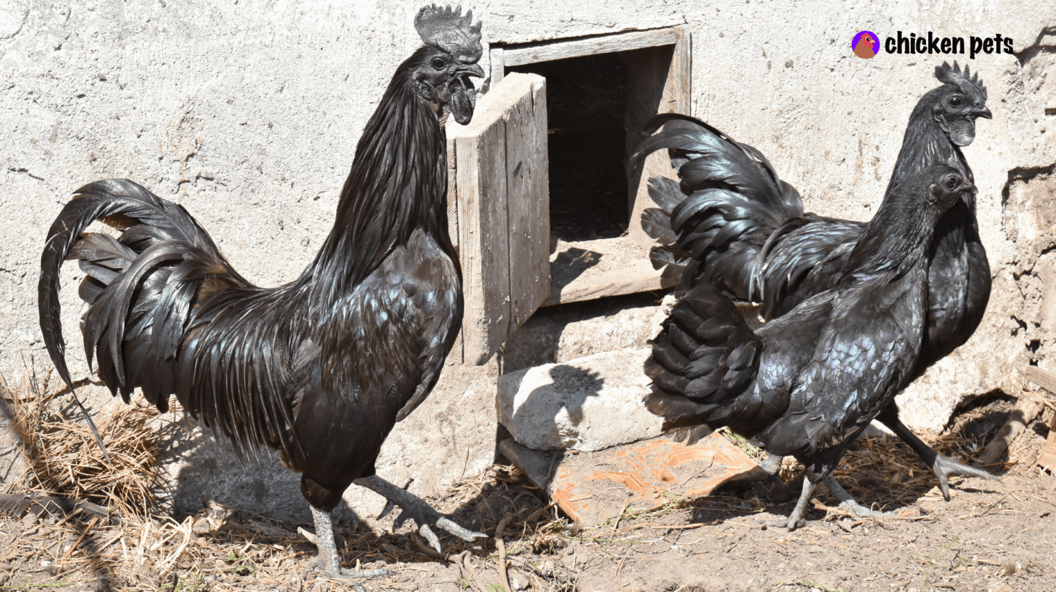 Ayam Cemani Chicken Breed. What is it? - Chicken Pets