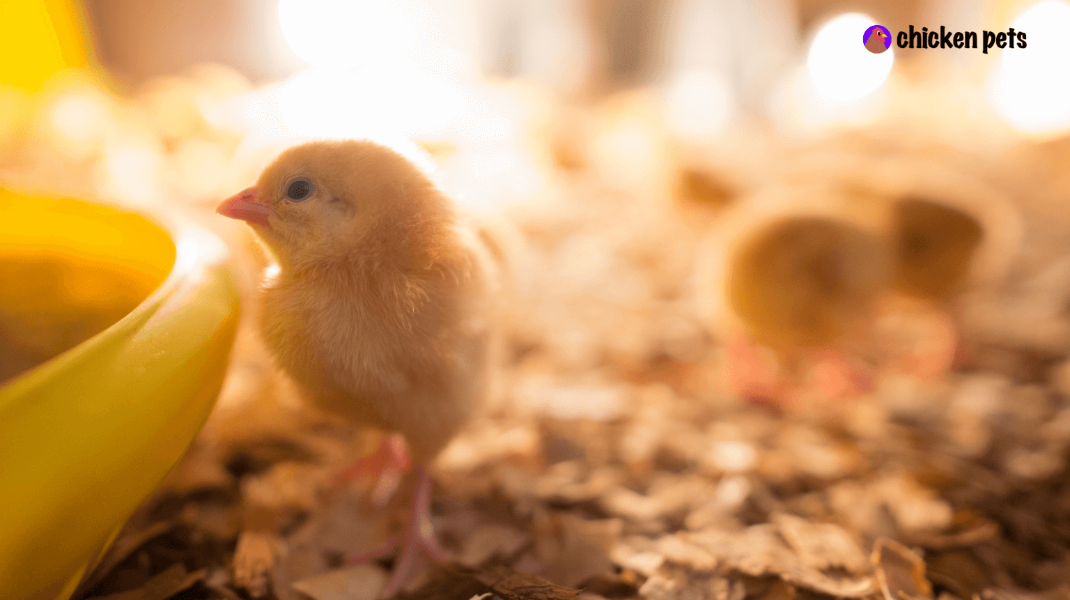 Baby Chicks. Everything You Need to Know - Chicken Pets