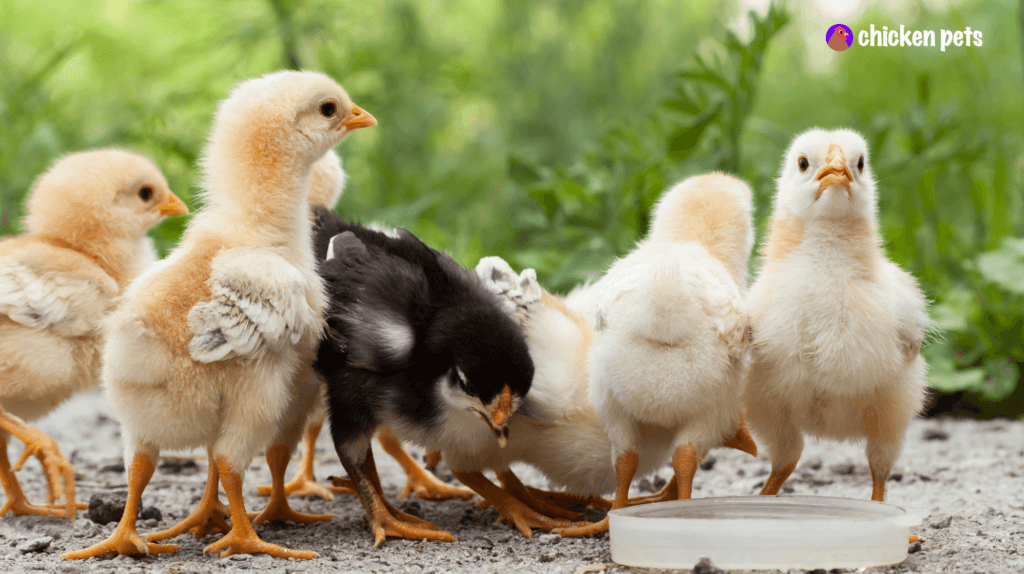 Baby Chicks. Everything You Need to Know - Chicken Pets