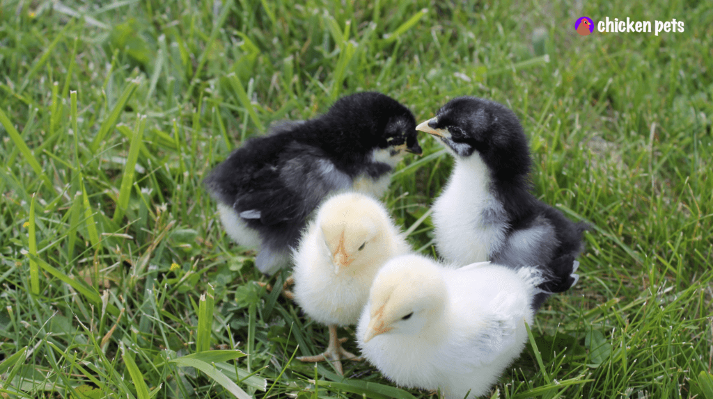 Baby Chicks. Everything You Need to Know - Chicken Pets