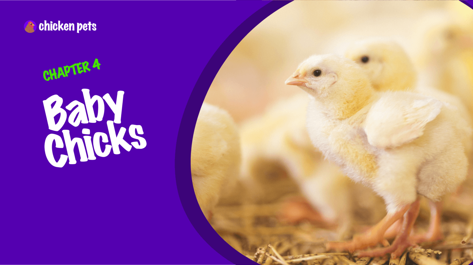 Baby Chicks. Everything You Need to Know - Chicken Pets