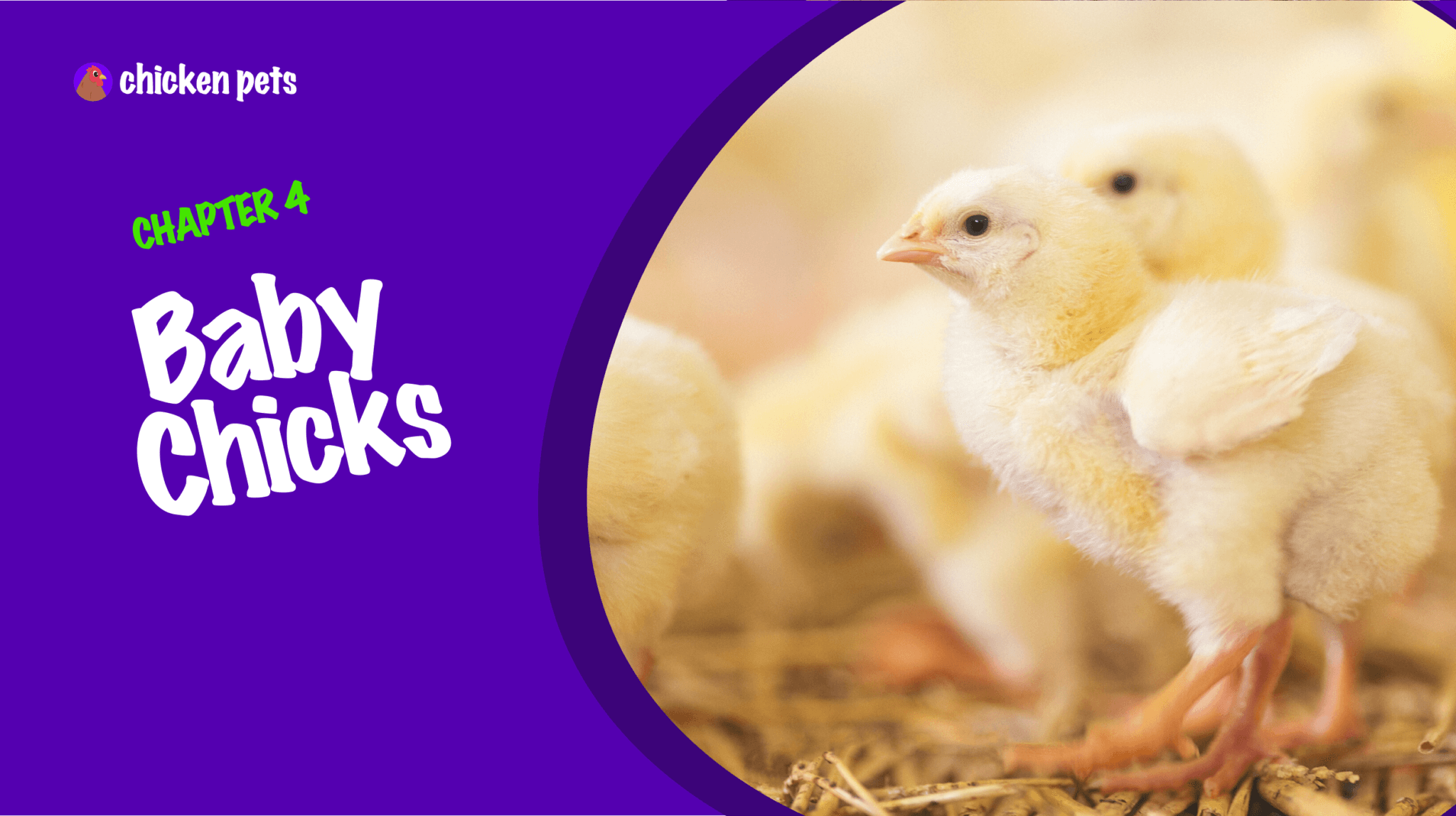 Baby Chicks. Everything You Need to Know - Chicken Pets