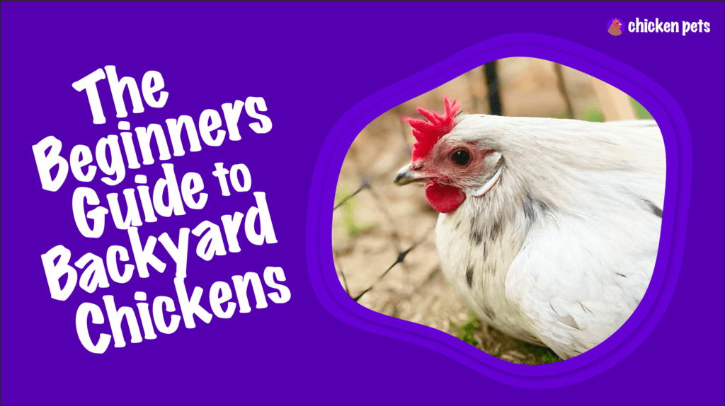Raising Chickens in Your Backyard. Pros, Cons, Costs - Chicken Pets
