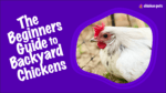 Keel Bone in Chickens or Poultry - Chicken Pets