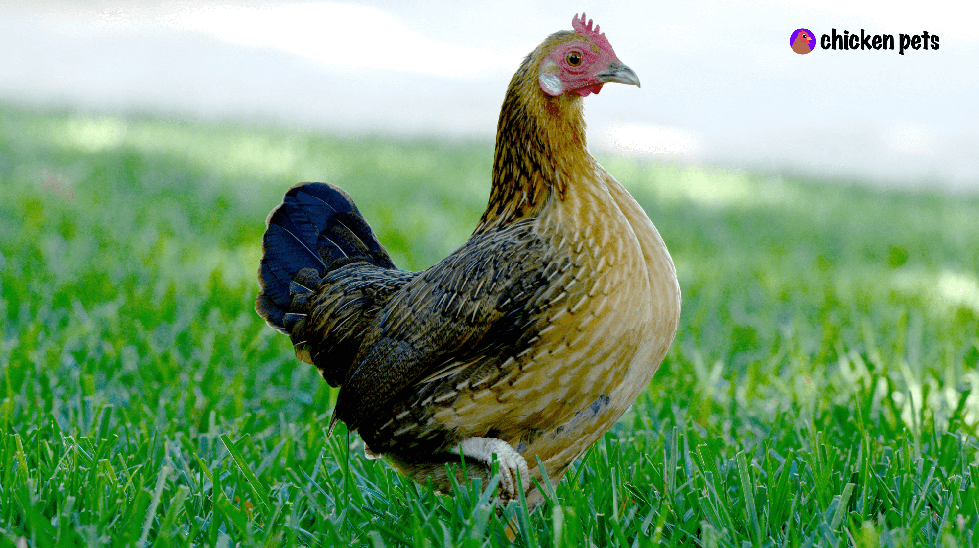 Chicken Breeds for Beginners. Where to Start - Chicken Pets