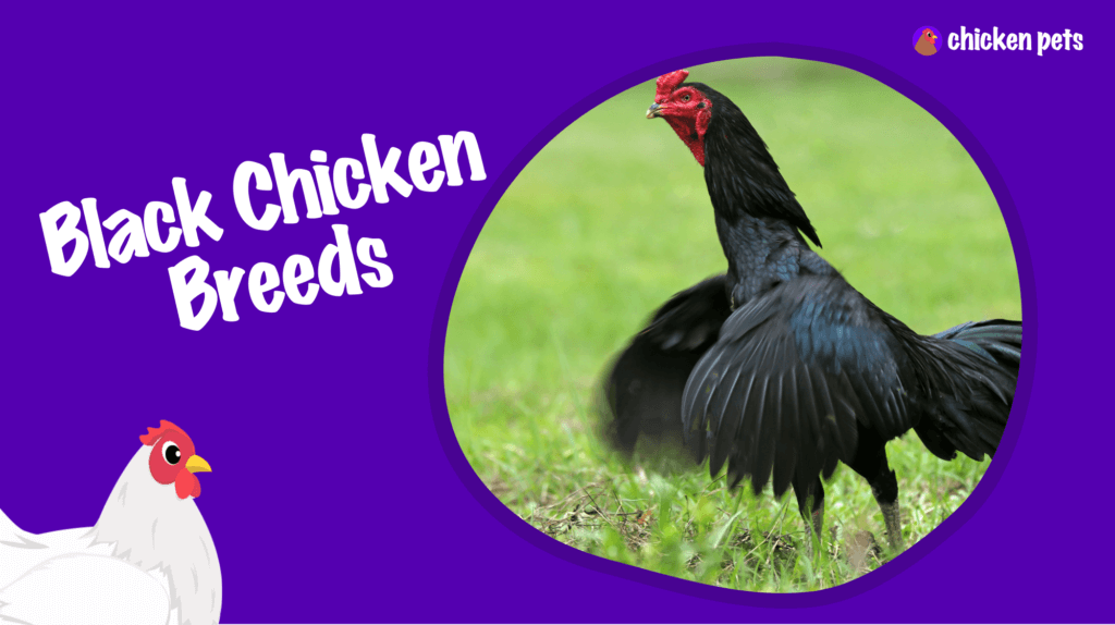Black Chicken Breeds: A Comprehensive Guide - Chicken Pets