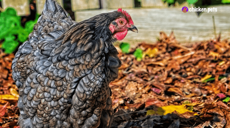 Cochin Chicken Breed. What is it? - Chicken Pets