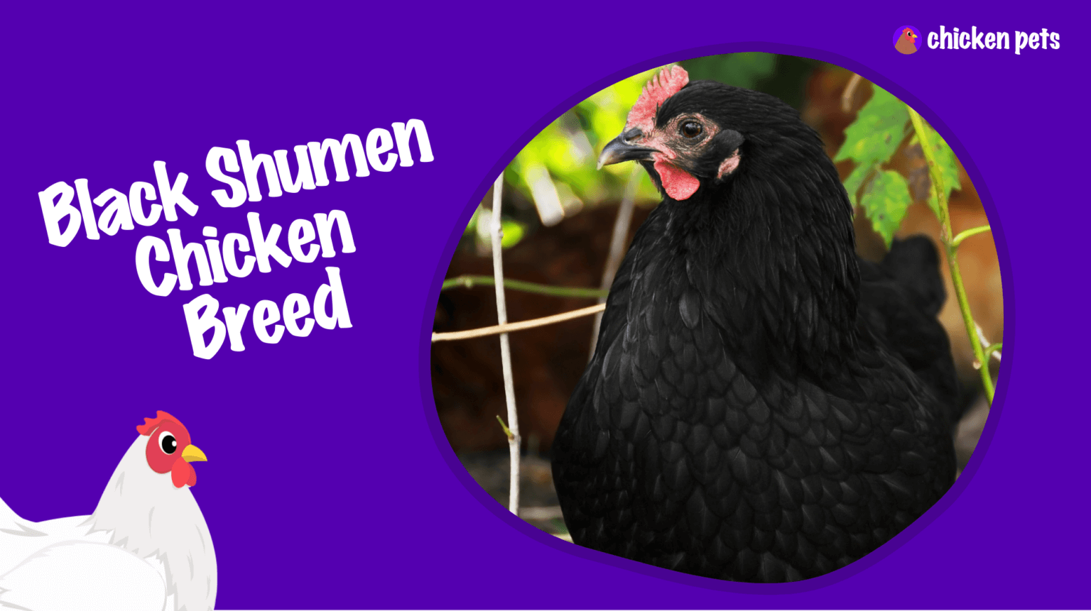 Black Shumen Chicken Breed. What is it? - Chicken Pets