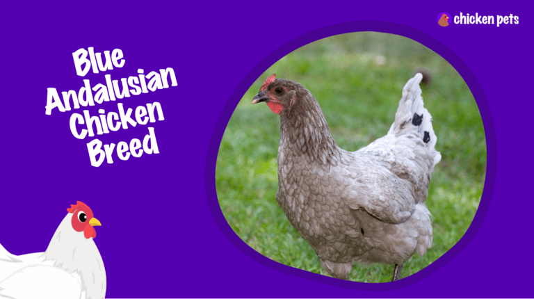 Blue Andalusian Chicken Breed. What is it? - Chicken Pets