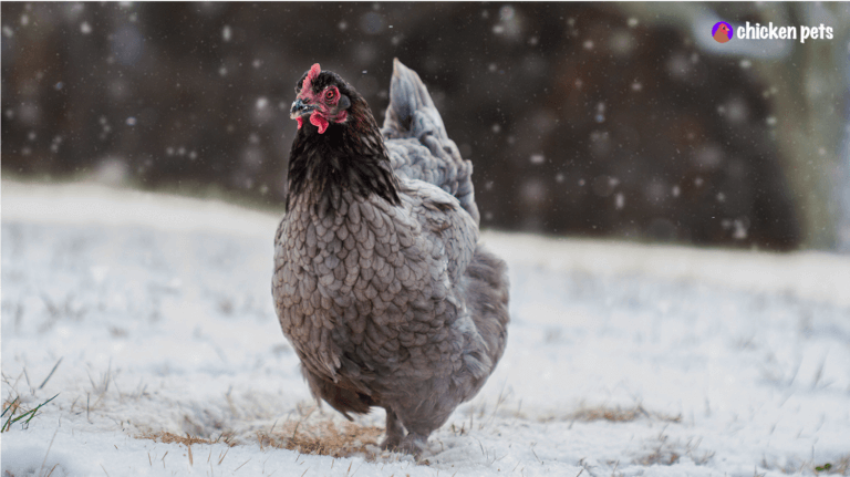 Blue Cuckoo Maran Chicken Breed - Chicken Pets