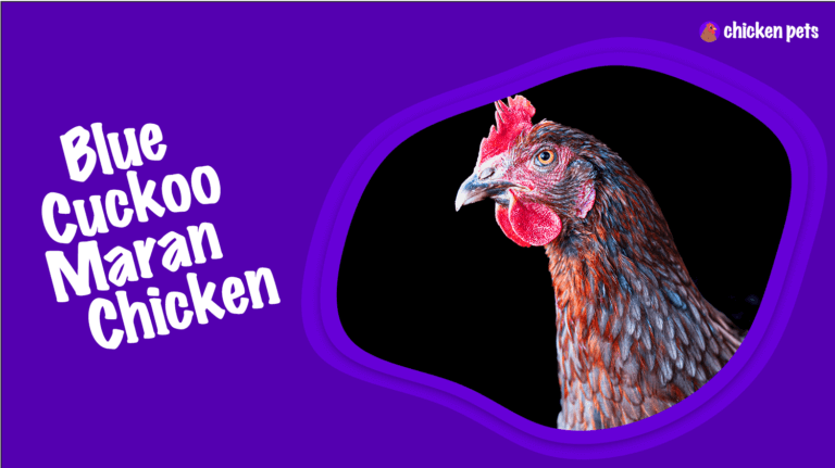 Blue Cuckoo Maran Chicken Breed - Chicken Pets