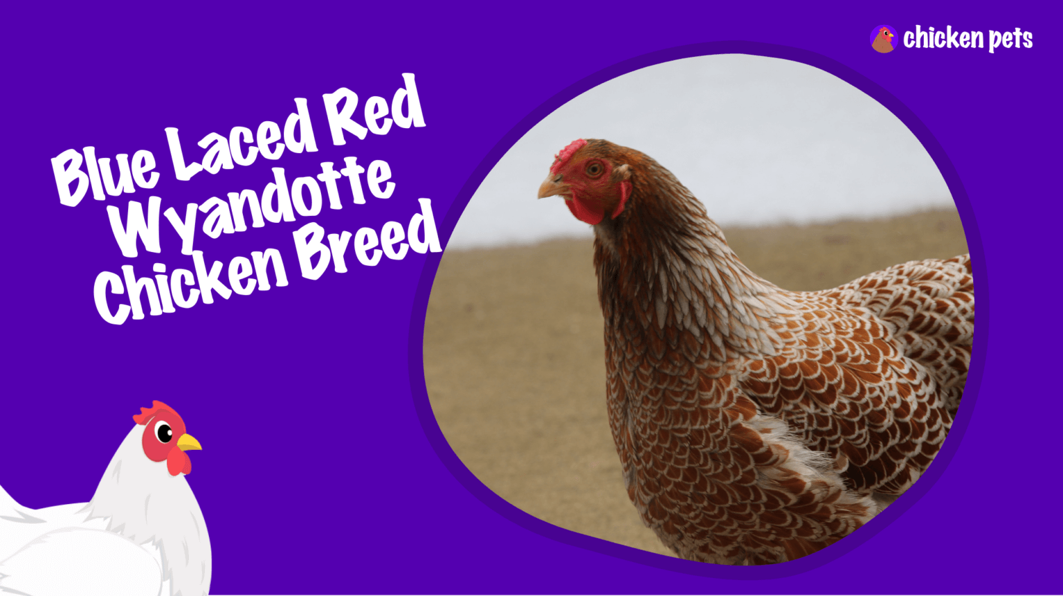 Blue Laced Red Wyandotte Chicken Breed. What is it? - Chicken Pets