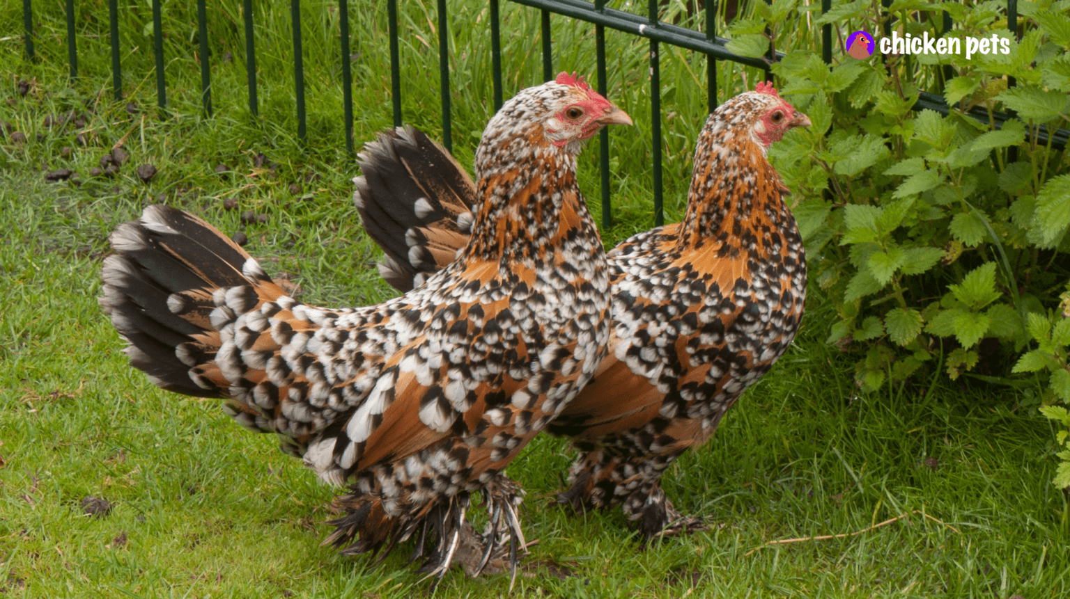 Booted Bantam Chicken Breed. What is it? - Chicken Pets