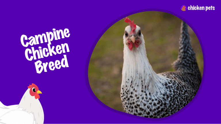 Campine Chicken Breed. What is it? - Chicken Pets
