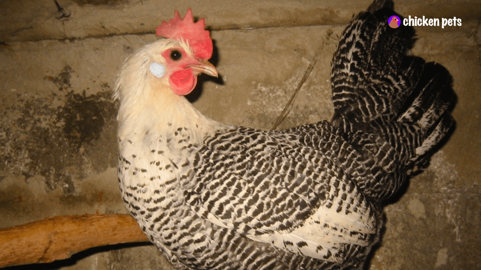 Campine Chicken Breed. What is it? - Chicken Pets