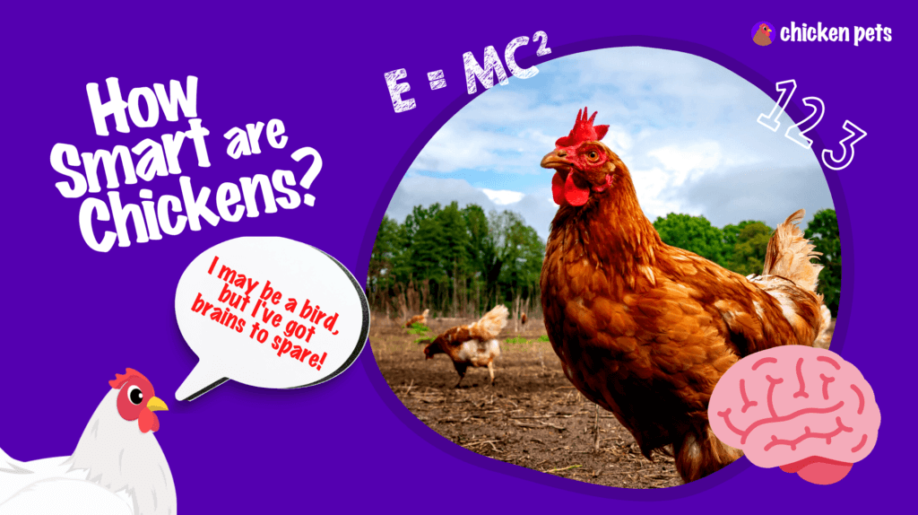 The Pecking Order: Understanding Chicken Hierarchy - Chicken Pets