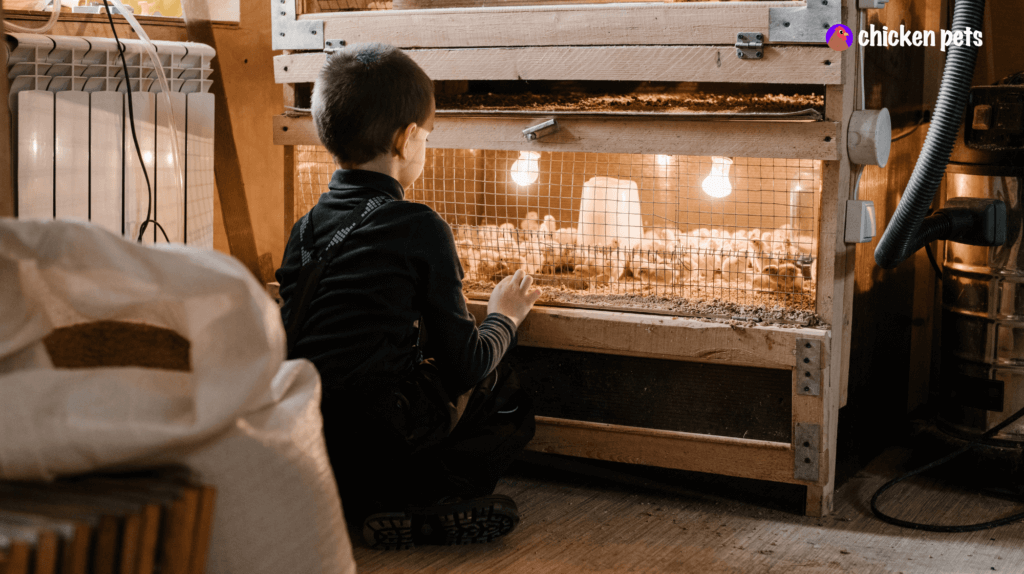 Baby Chicks. Everything You Need to Know - Chicken Pets