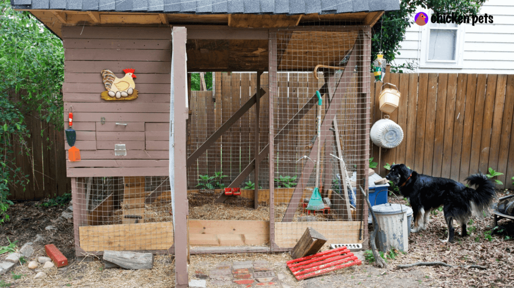 Raising Chickens in Your Backyard. Pros, Cons, Costs - Chicken Pets