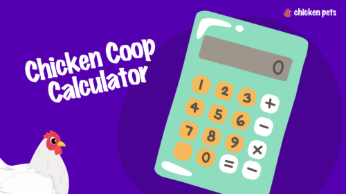 Cloaca in Chickens or Poultry - Chicken Pets