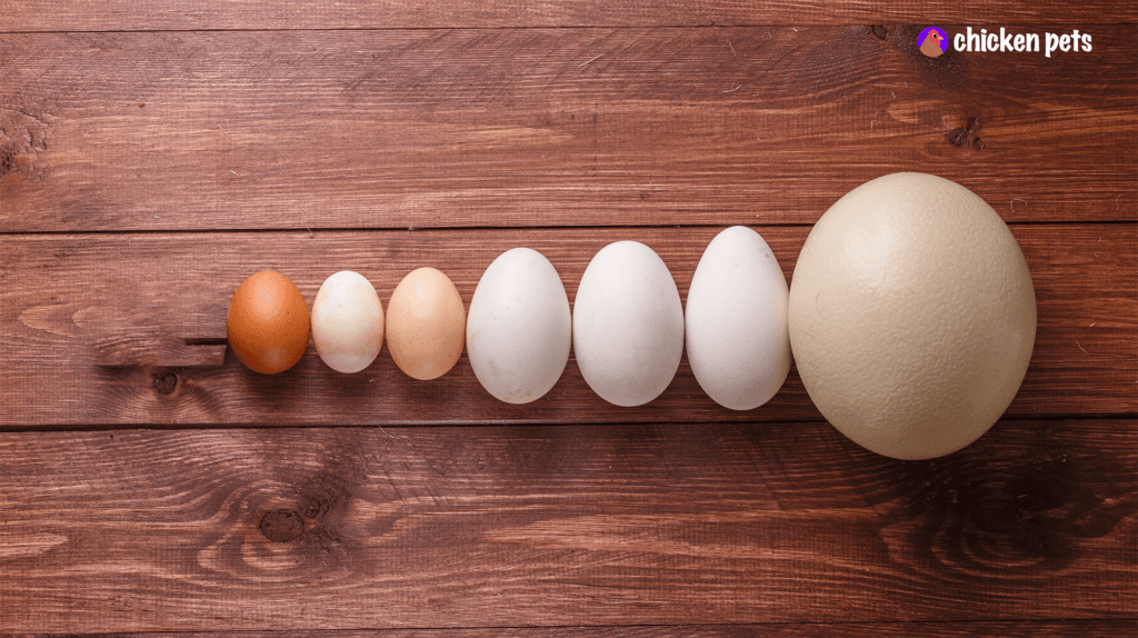 Chicken Eggs. The Incredible Edible Egg! - Chicken Pets