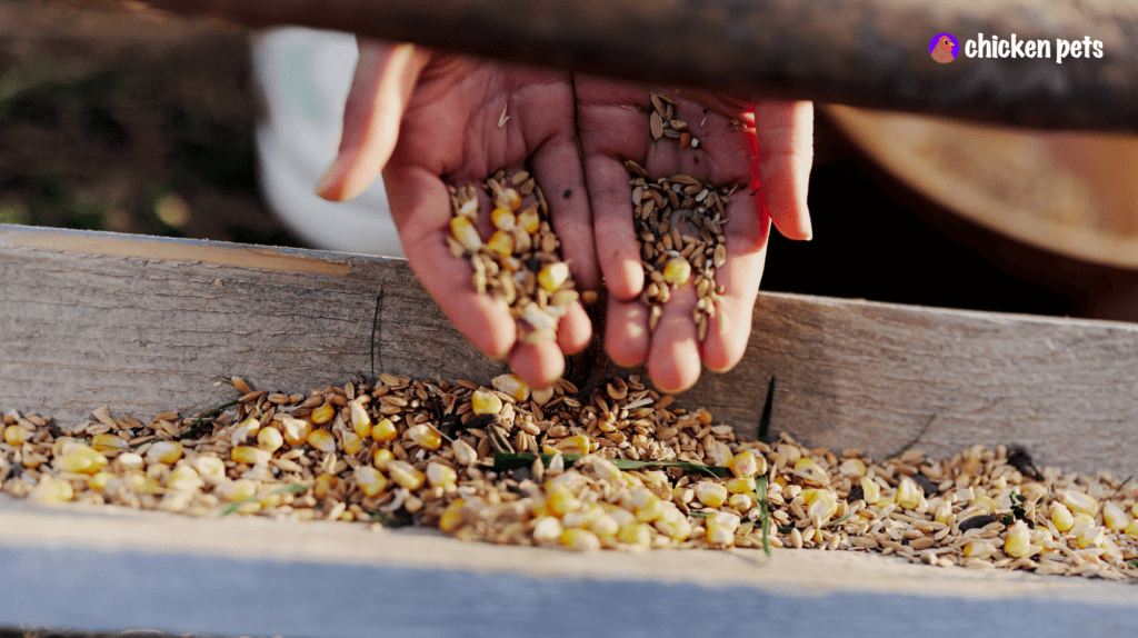 Homemade Chicken Feed Recipe. Organic! - Chicken Pets