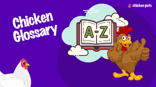 Chicken Noises and Sounds: What They Mean - Chicken Pets