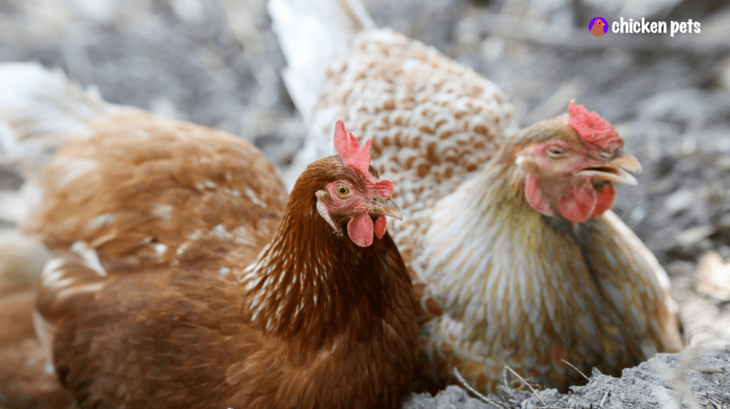 Chicken Health and Hygiene: The Master Guide - Chicken Pets