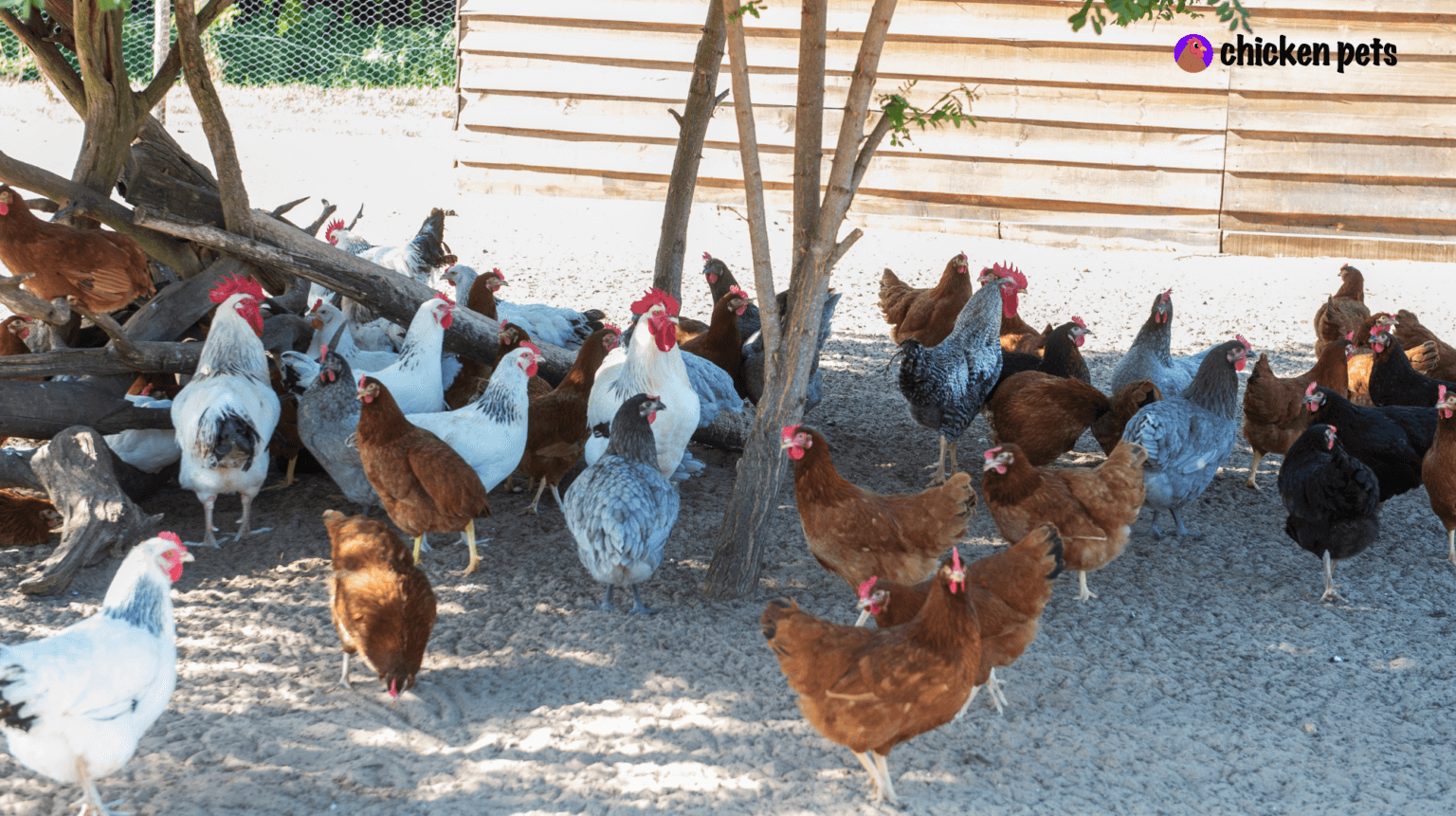 Chicken Shit. Quality, Consistency, Color, Smell - Chicken Pets