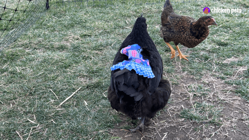 Chicken Saddles. The Ultimate Guide - Chicken Pets