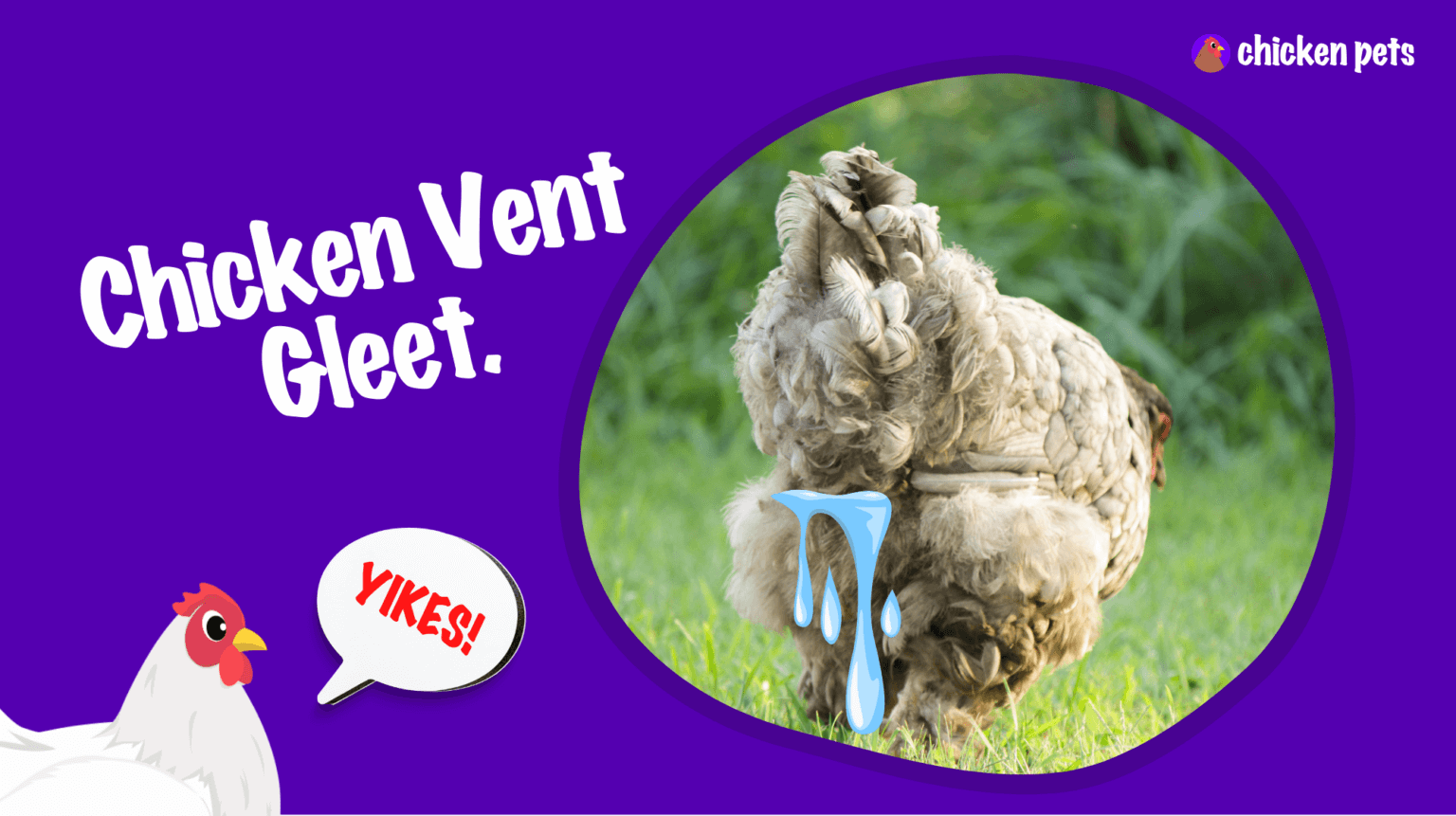 Chicken Vent Gleet: Watery Liquid Dripping from the Chicken Vent ...