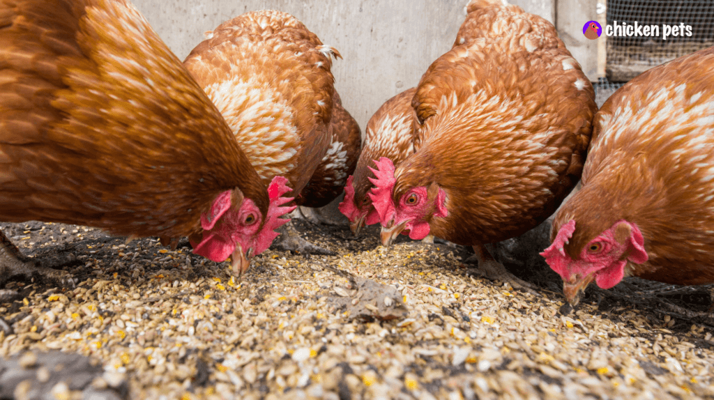 Homemade Chicken Feed Recipe. Organic! - Chicken Pets