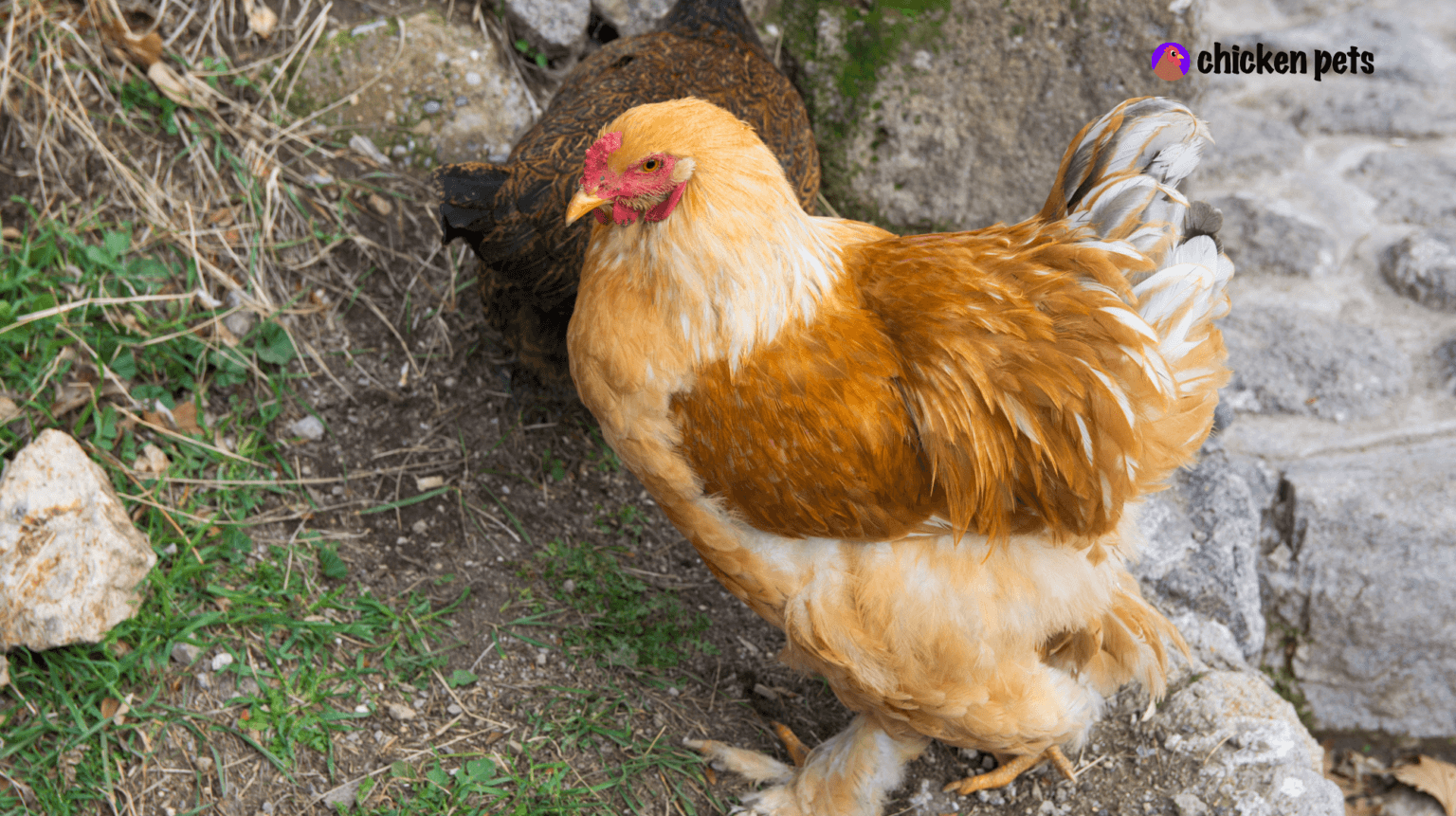 Cochin Chicken Breed. What is it? - Chicken Pets