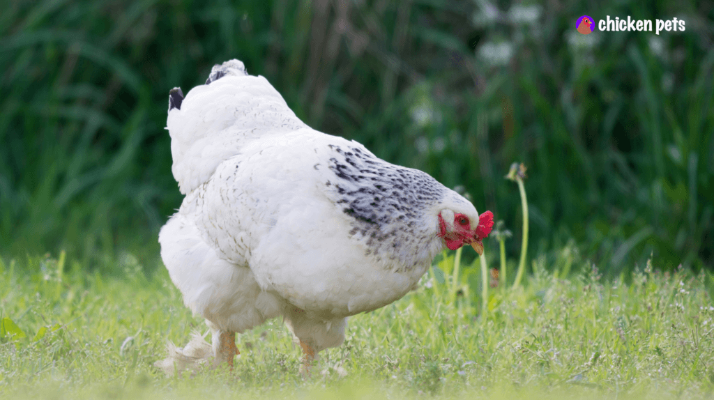 Columbian Wyandotte Chicken Breed. What is it? - Chicken Pets