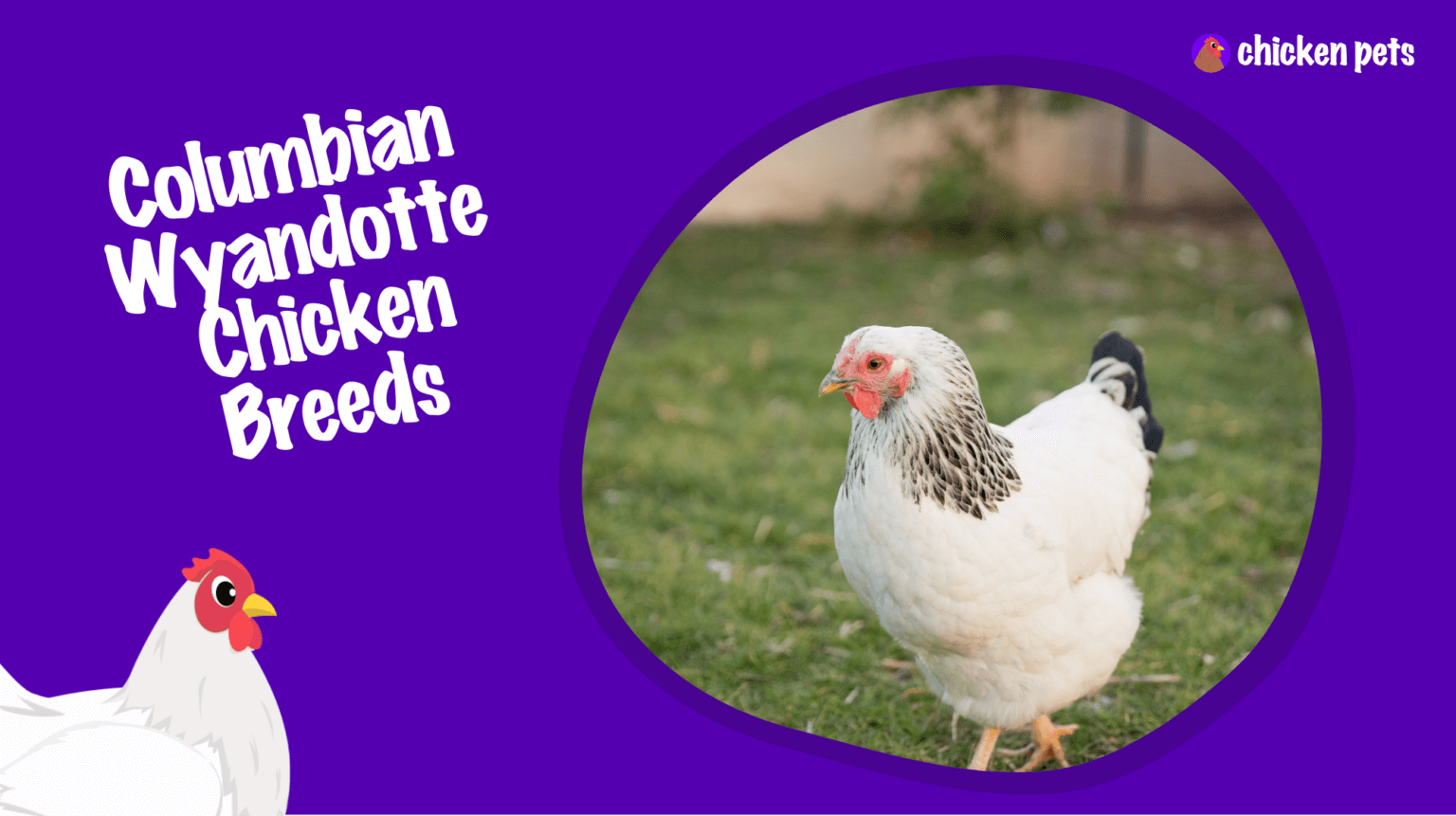 Columbian Wyandotte Chicken Breed. What is it? - Chicken Pets